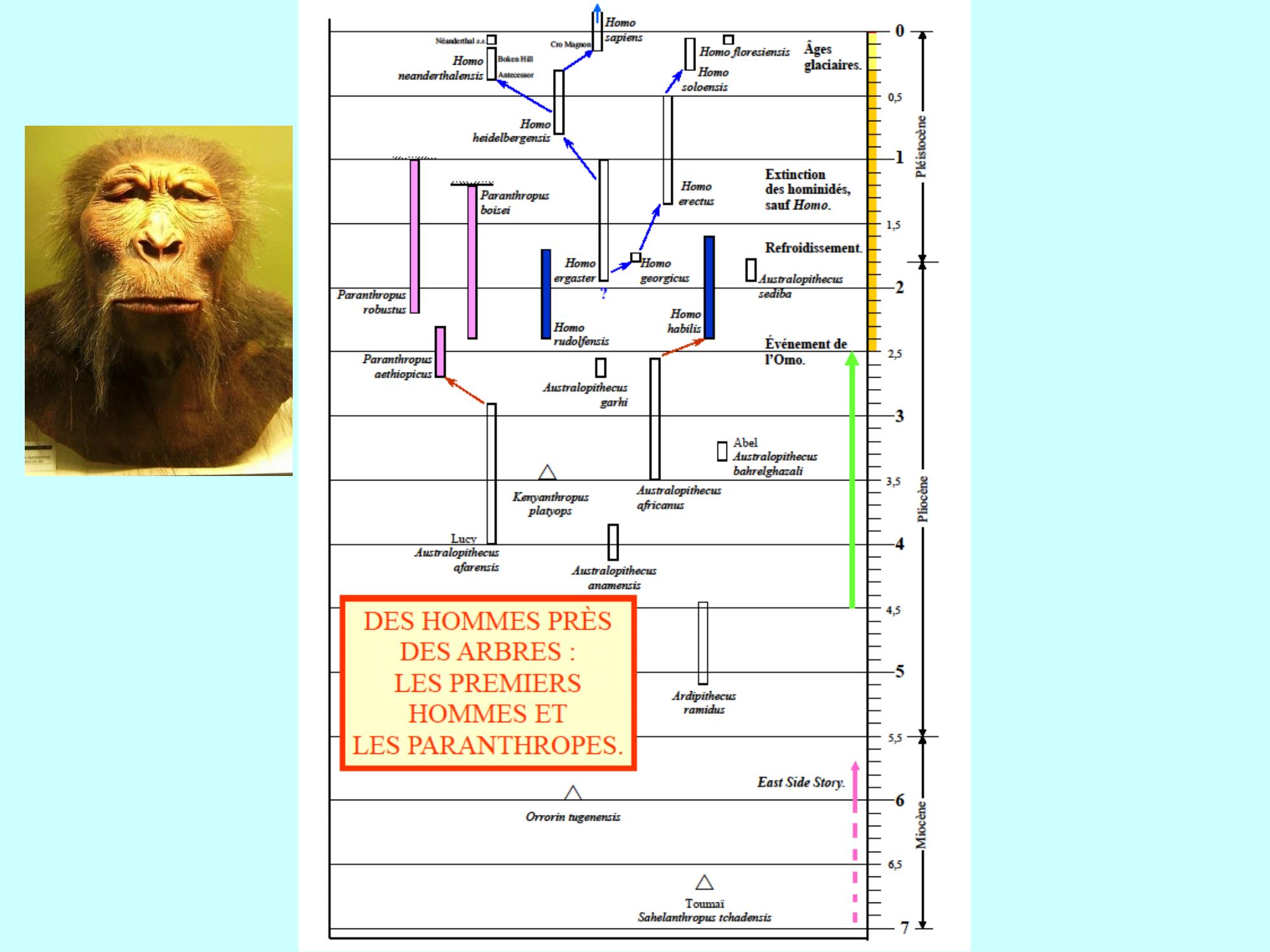 Paleophilatelie.eu - THE EVOLUTION OF PREHISTORIC MEN (The Hominines)